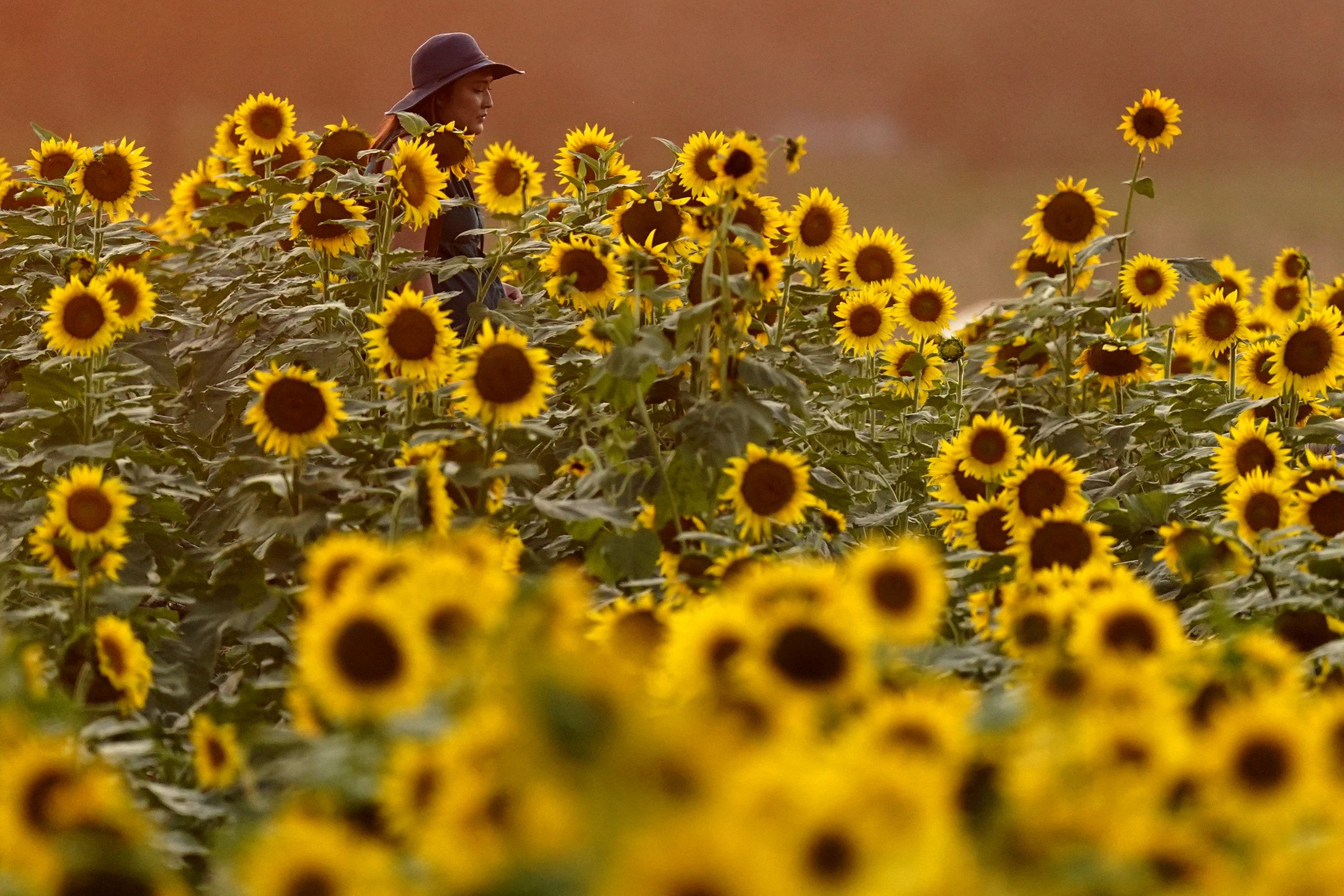 Grinter Farms sunflower field will be featured on ‘CBS News Sunday ...